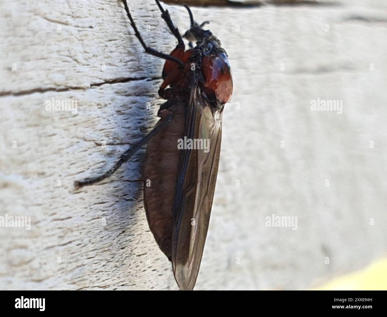 Blossom Fly (Dilophus nigrostigma) Insecta Stock Photo - Alamy