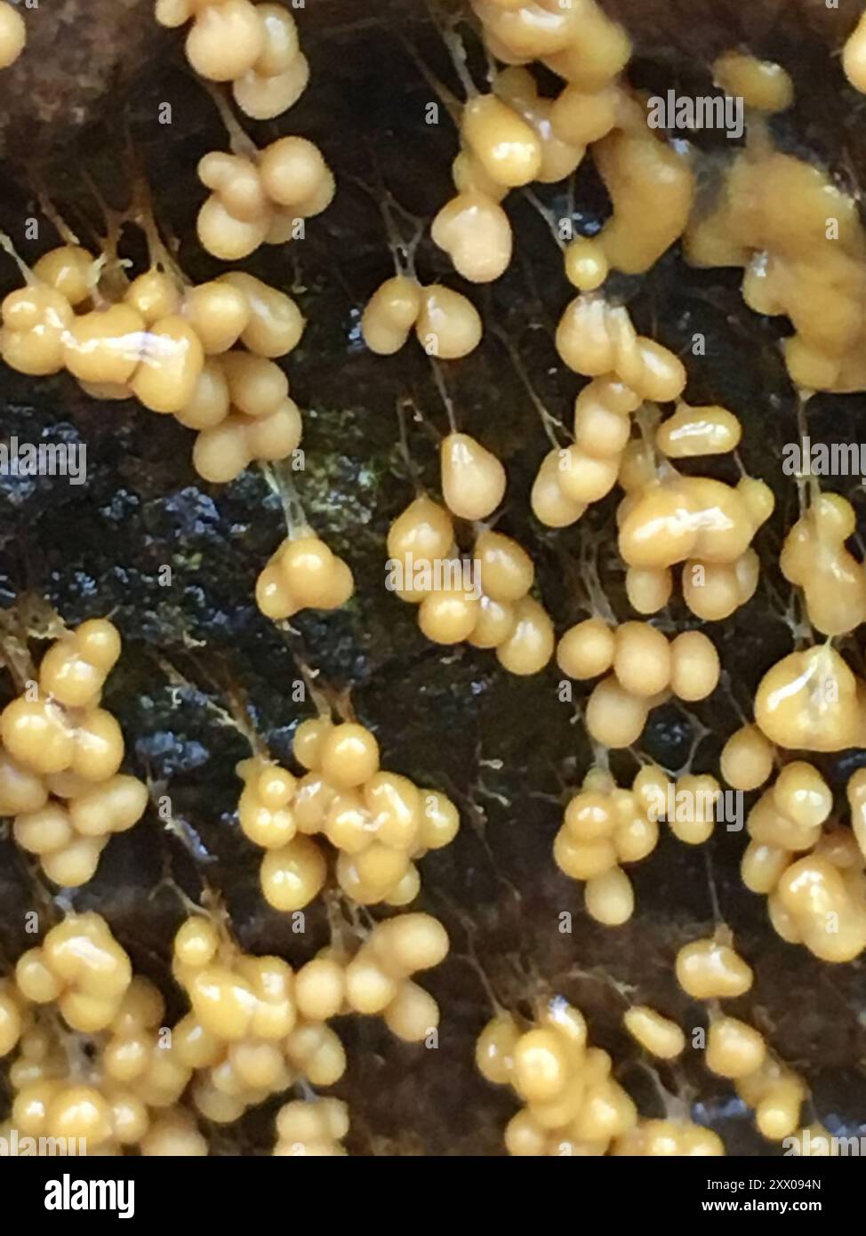 (Badhamia utricularis) Protozoa Stock Photo - Alamy