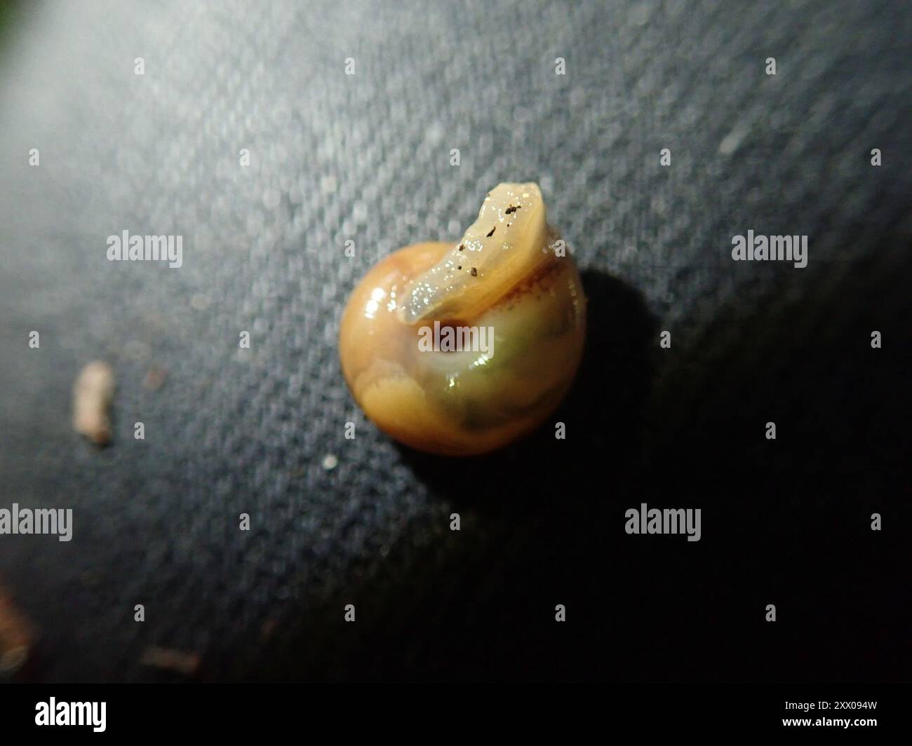 Typical Glass Snails (Oxychilus) Mollusca Stock Photo - Alamy