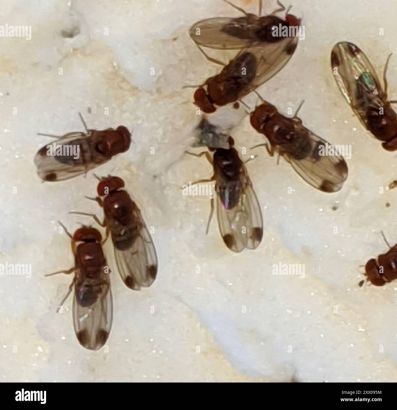 Spotted-winged Drosophila (Drosophila suzukii) Insecta Stock Photo - Alamy