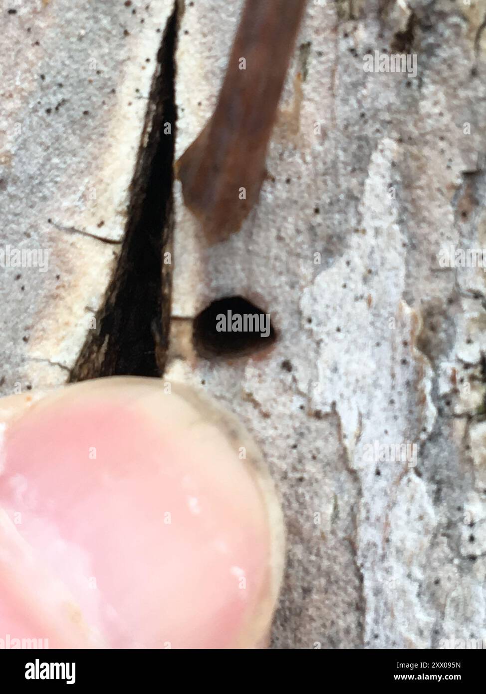 Emerald Ash Borer (Agrilus planipennis) Insecta Stock Photo - Alamy