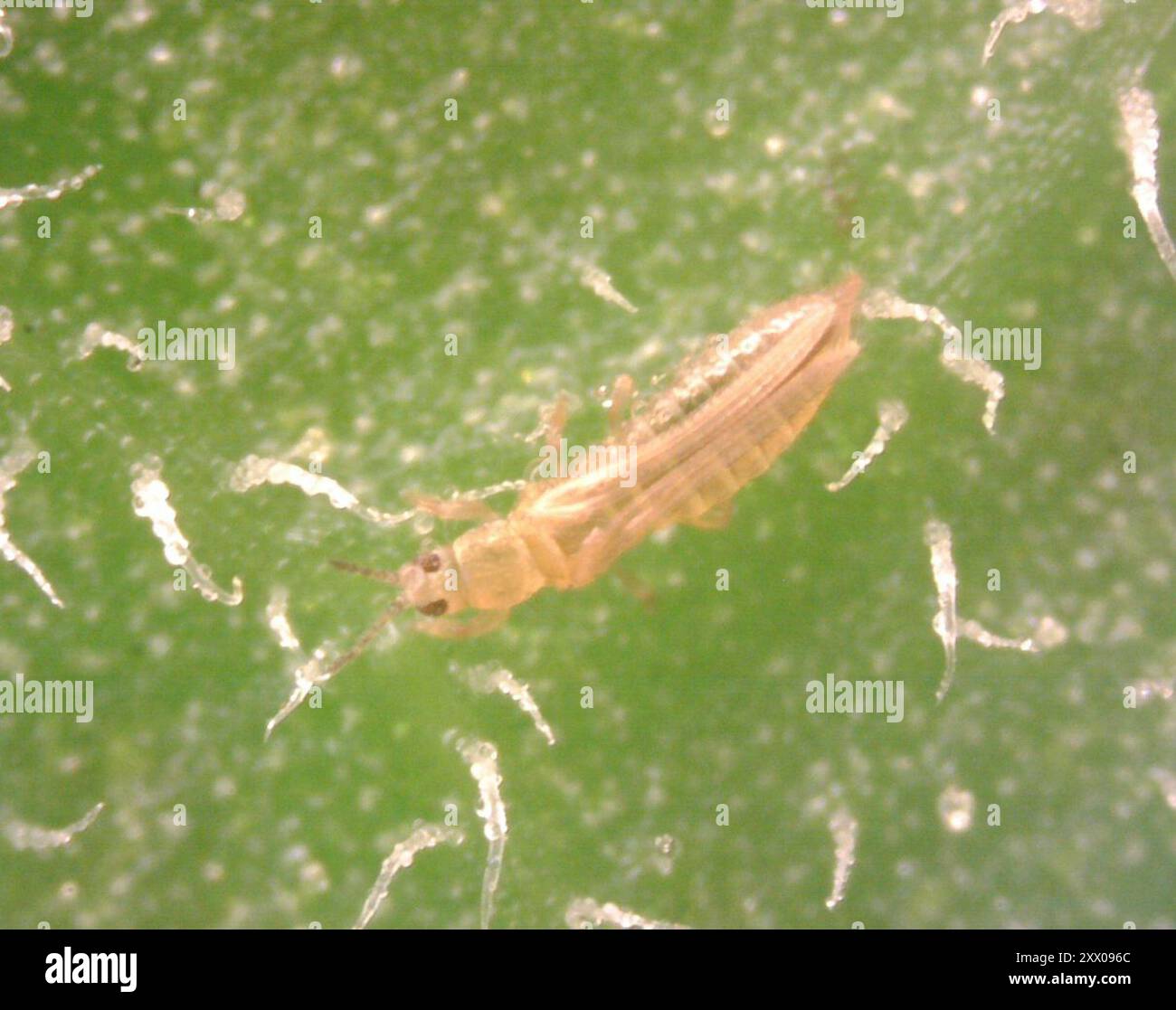 Common Thrips (Thripidae) Insecta Stock Photo - Alamy