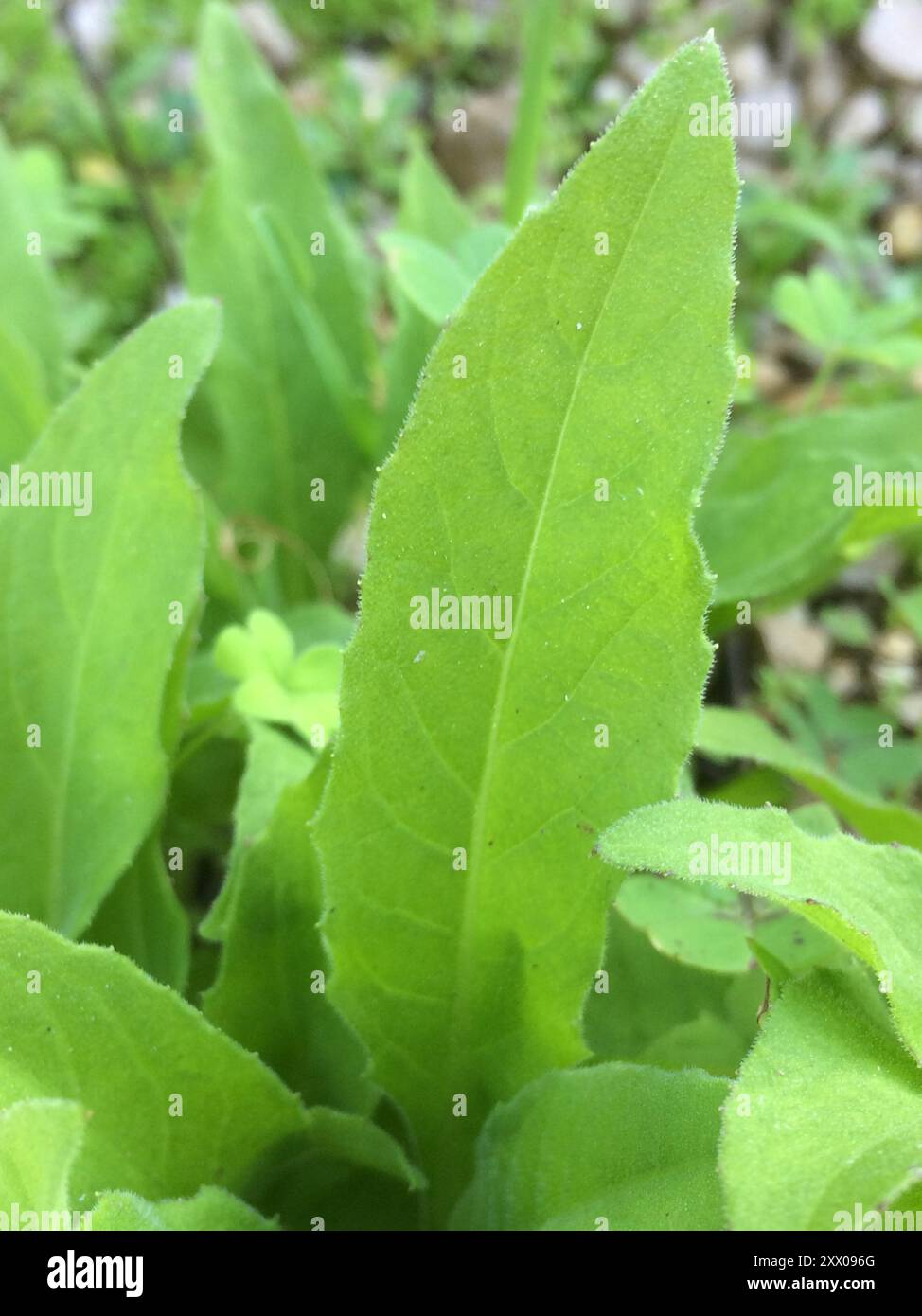 (Cheirolophus sempervirens) Plantae Stock Photo - Alamy