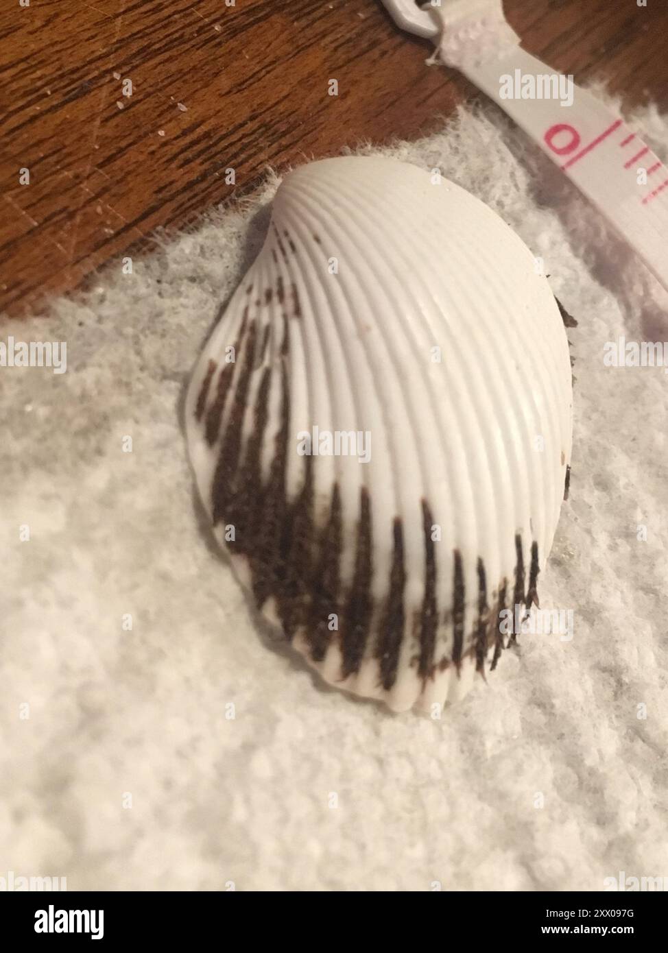 Blood Ark (Lunarca ovalis) Mollusca Stock Photo - Alamy