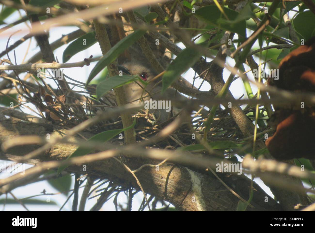 Ash-colored Cuckoo (Coccycua cinerea) Aves Stock Photo - Alamy