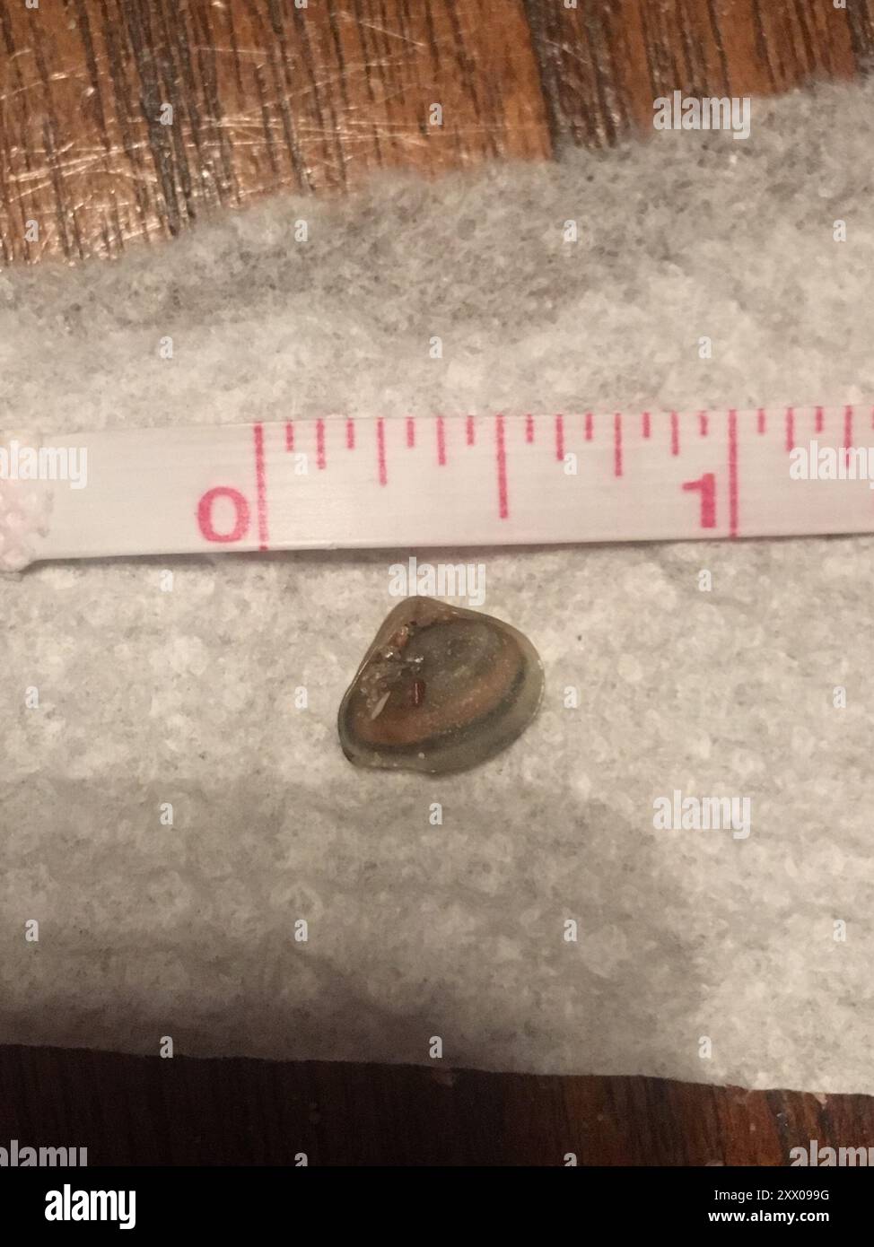 Trough Shells (Mactridae) Mollusca Stock Photo - Alamy