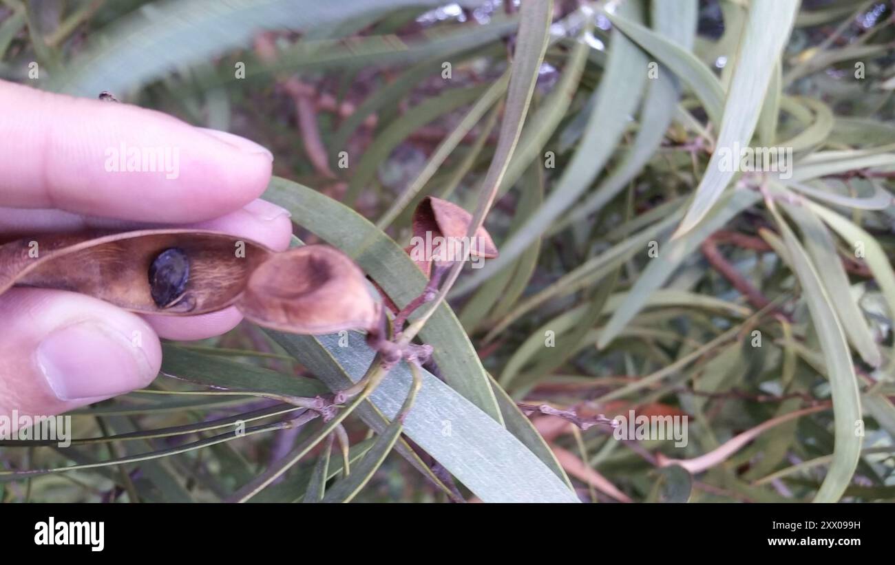 Koa (Acacia koa) Plantae Stock Photo - Alamy