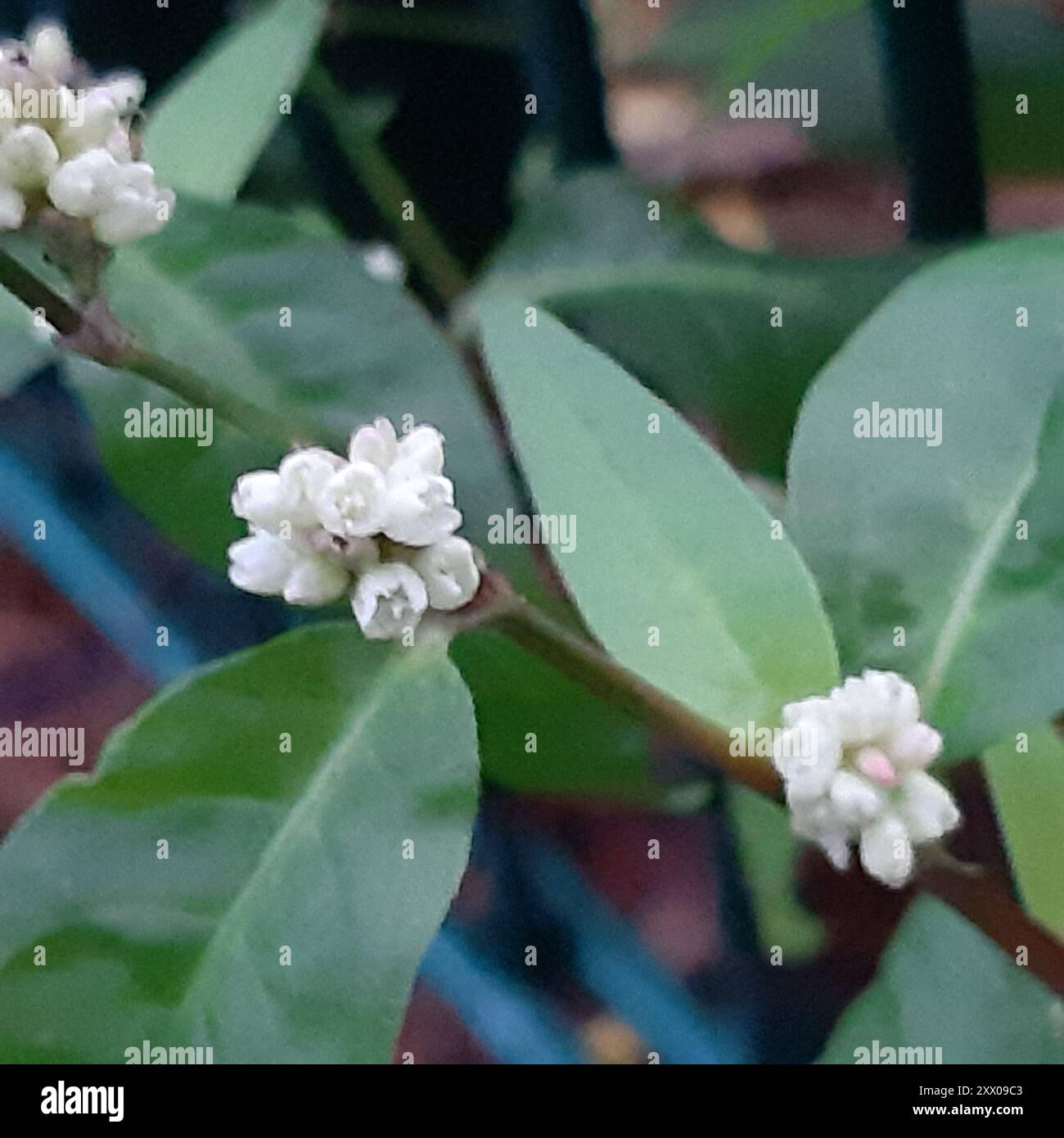 pale smartweed (Persicaria lapathifolia) Plantae Stock Photo - Alamy