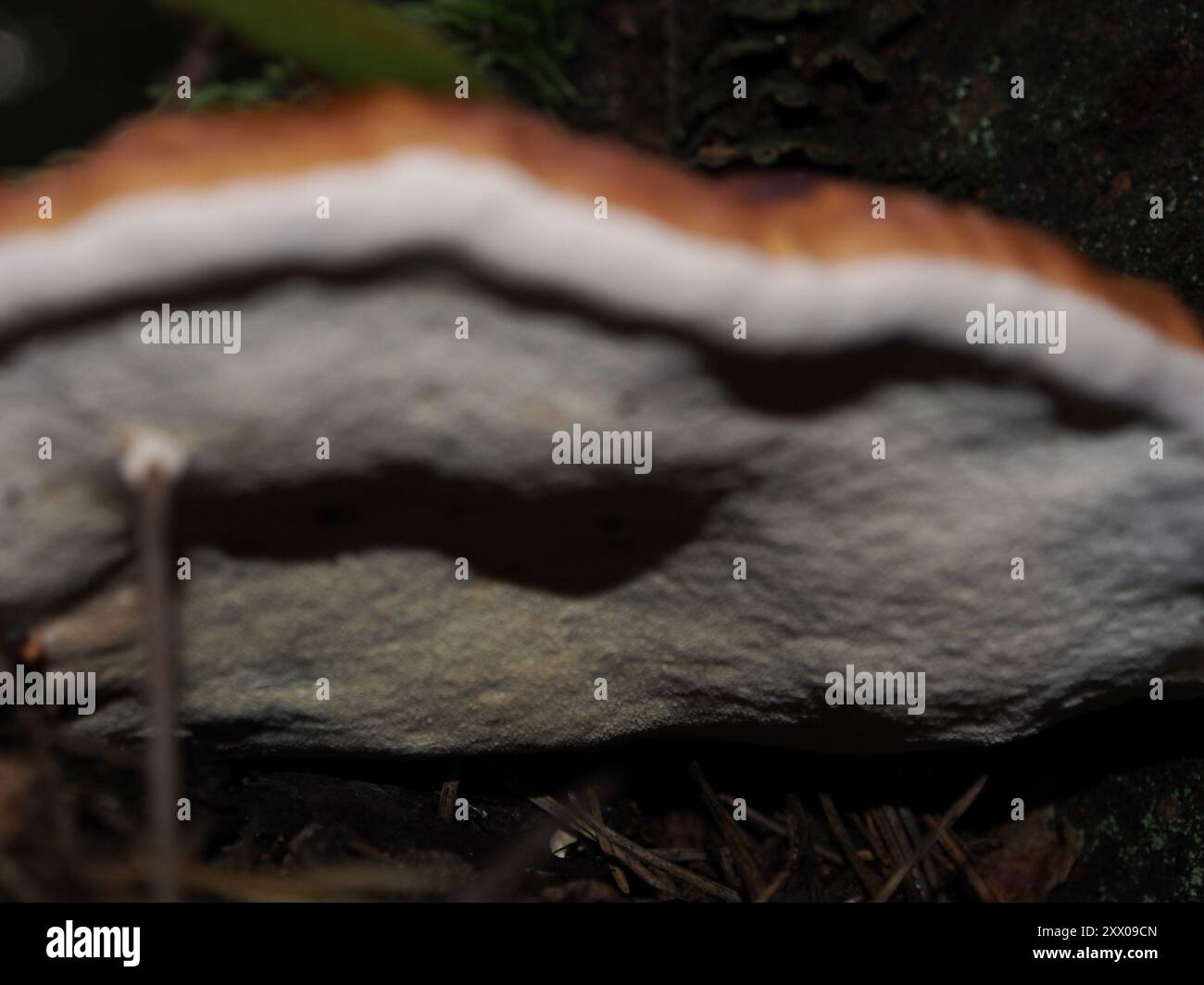 Red-banded Polypore (Fomitopsis pinicola) Fungi Stock Photo - Alamy