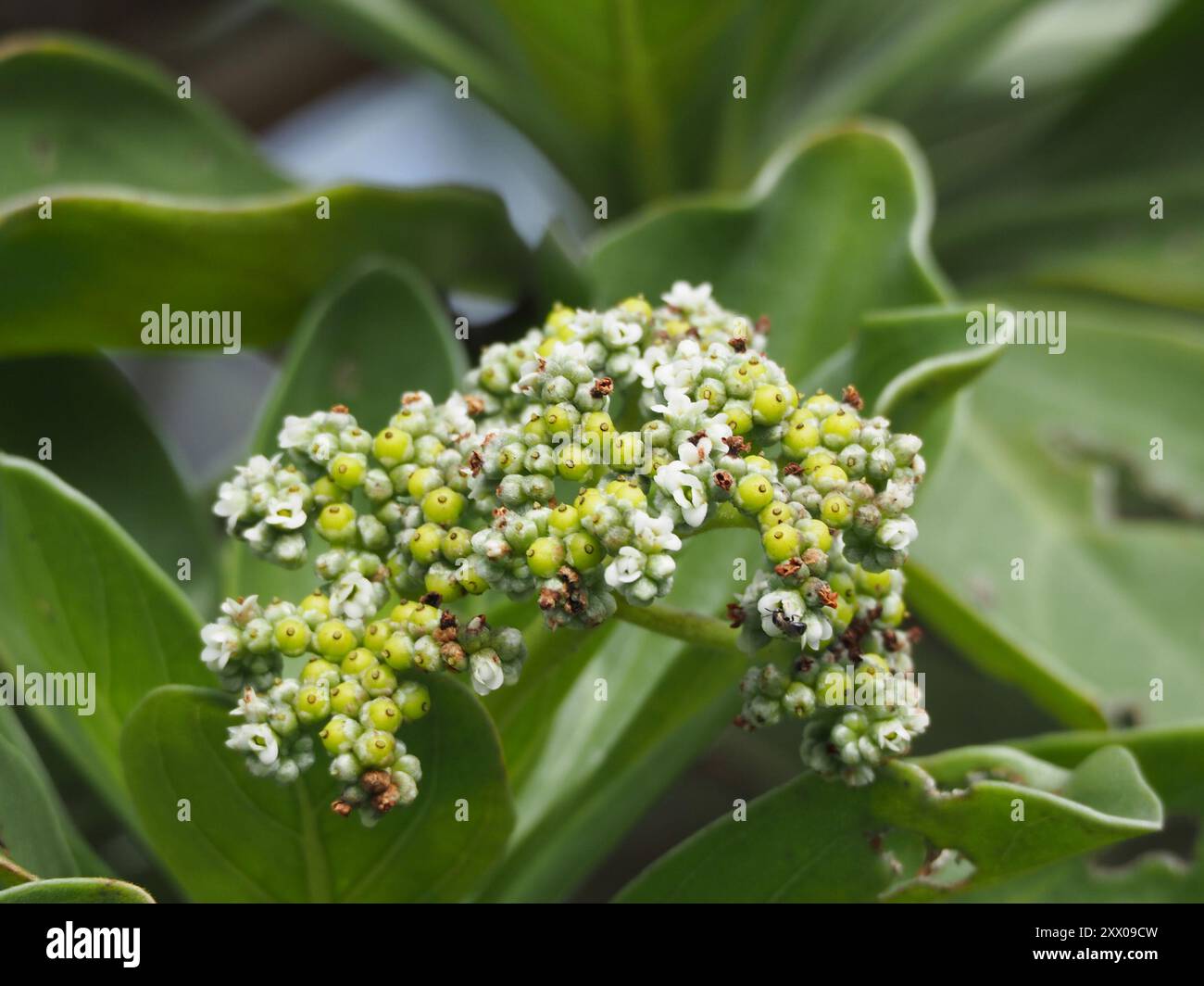 tree heliotrope (Heliotropium arboreum) Plantae Stock Photo - Alamy
