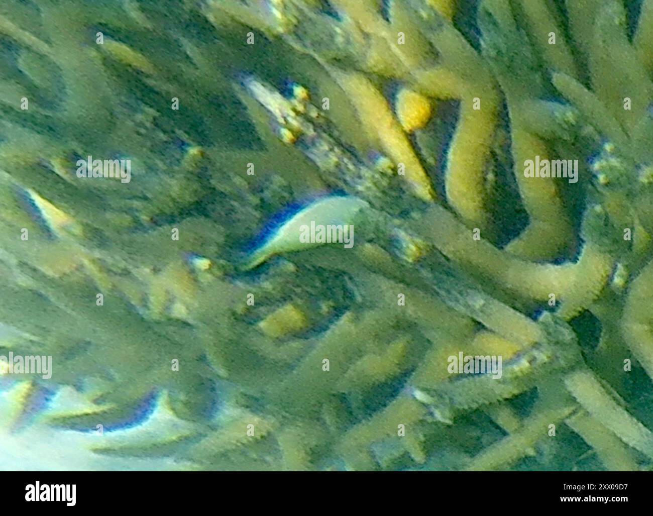 Parrotfishes (Scarini) Actinopterygii Stock Photo - Alamy