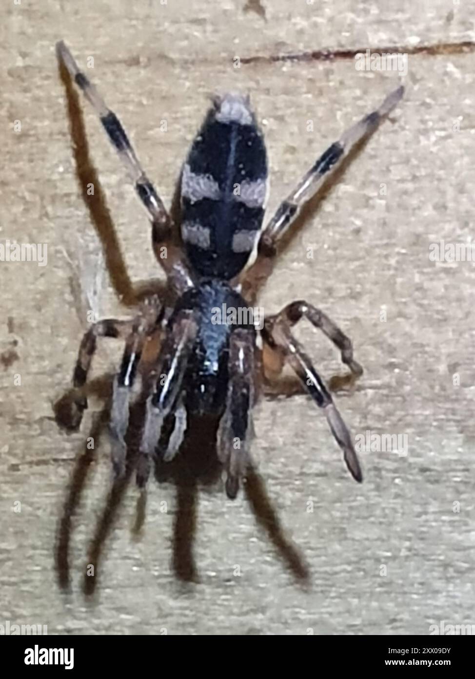 White-tailed Spiders (Lampona) Arachnida Stock Photo - Alamy