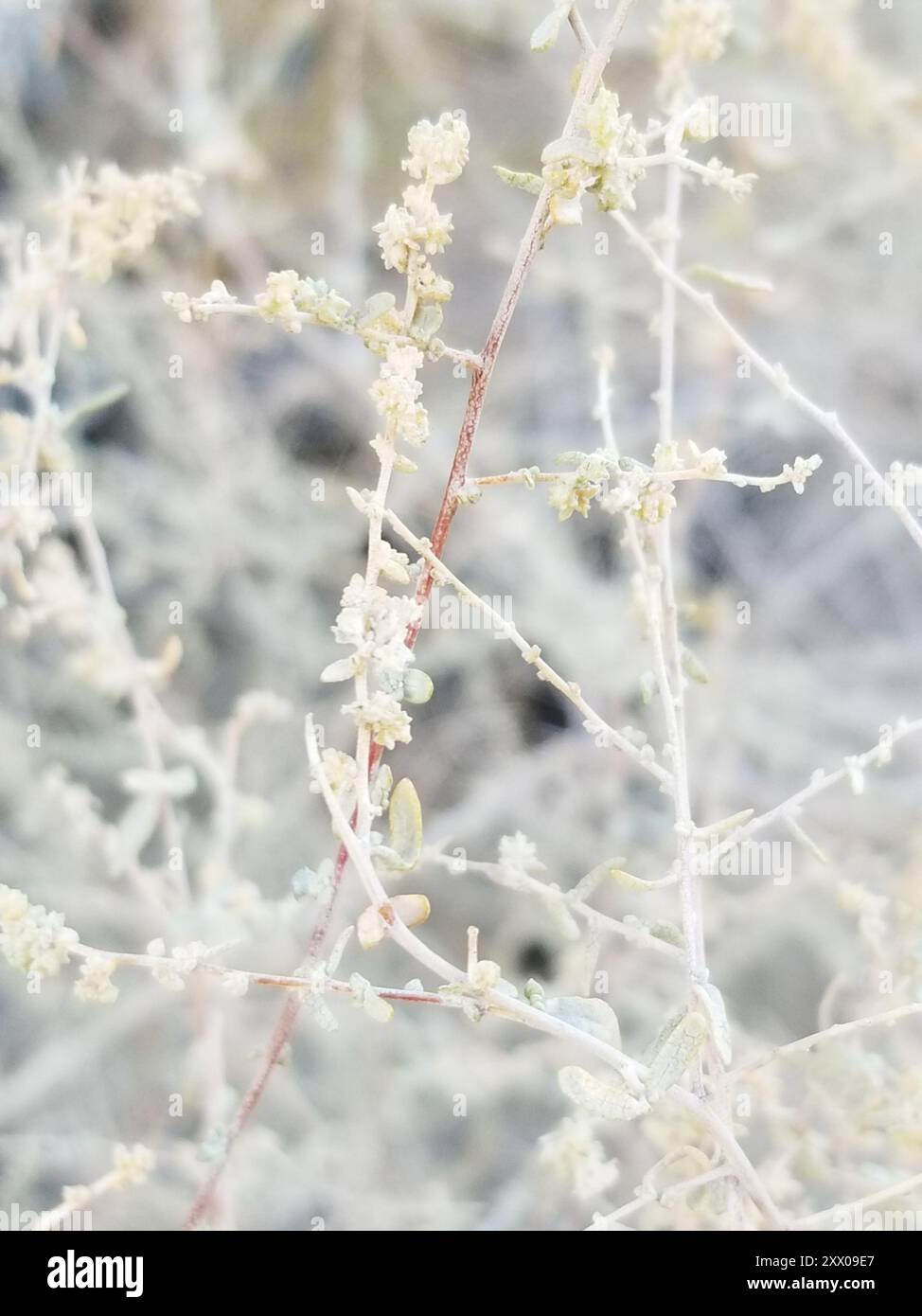 Cattle Saltbush (Atriplex polycarpa) Plantae Stock Photo - Alamy
