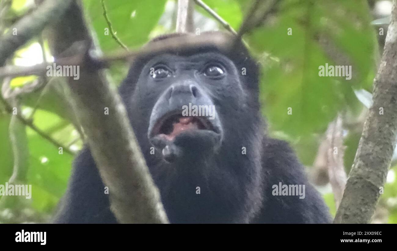 Mantled Howler Monkey (Alouatta palliata) Mammalia Stock Photo - Alamy