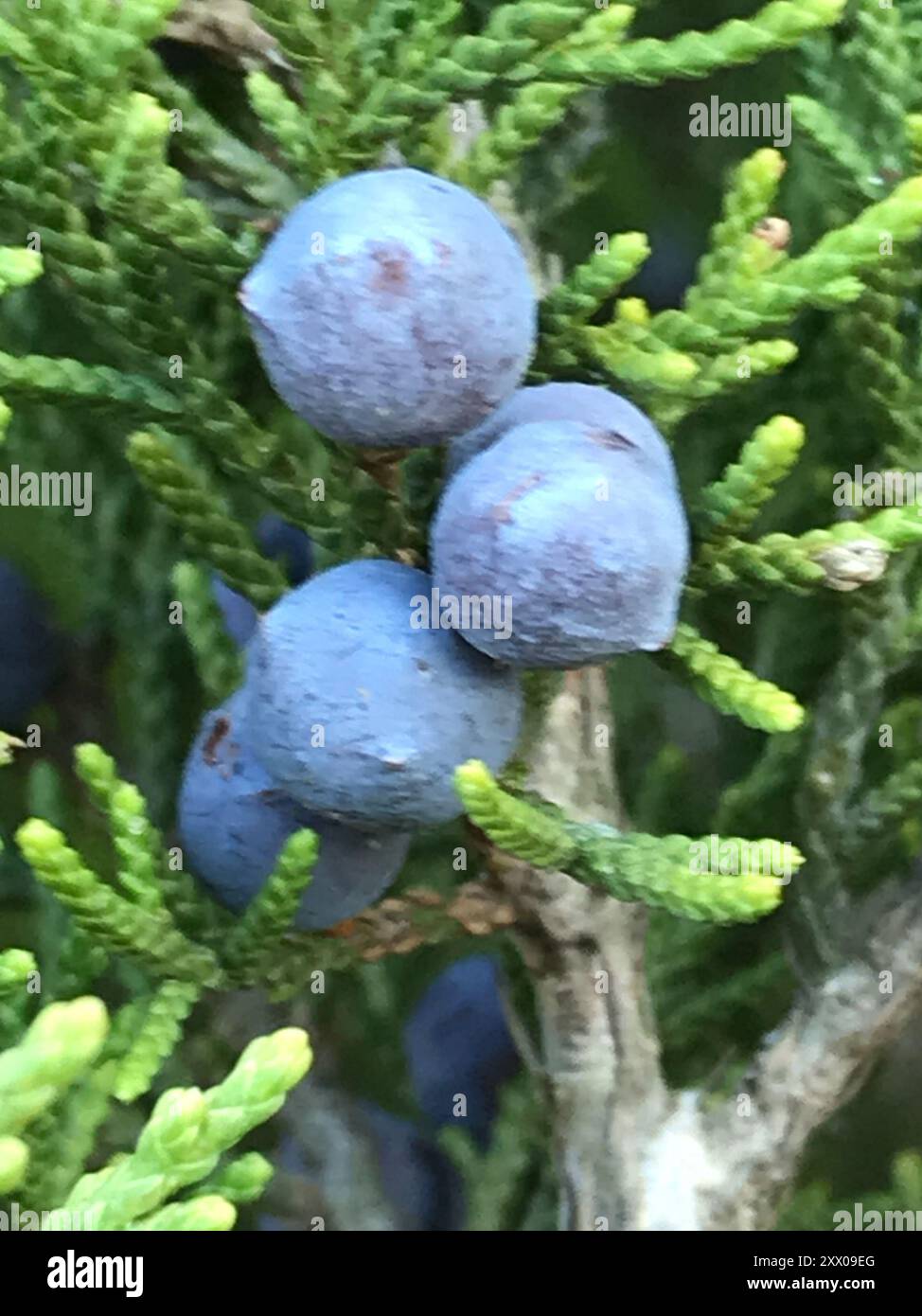 Ashe juniper (Juniperus ashei) Plantae Stock Photo - Alamy