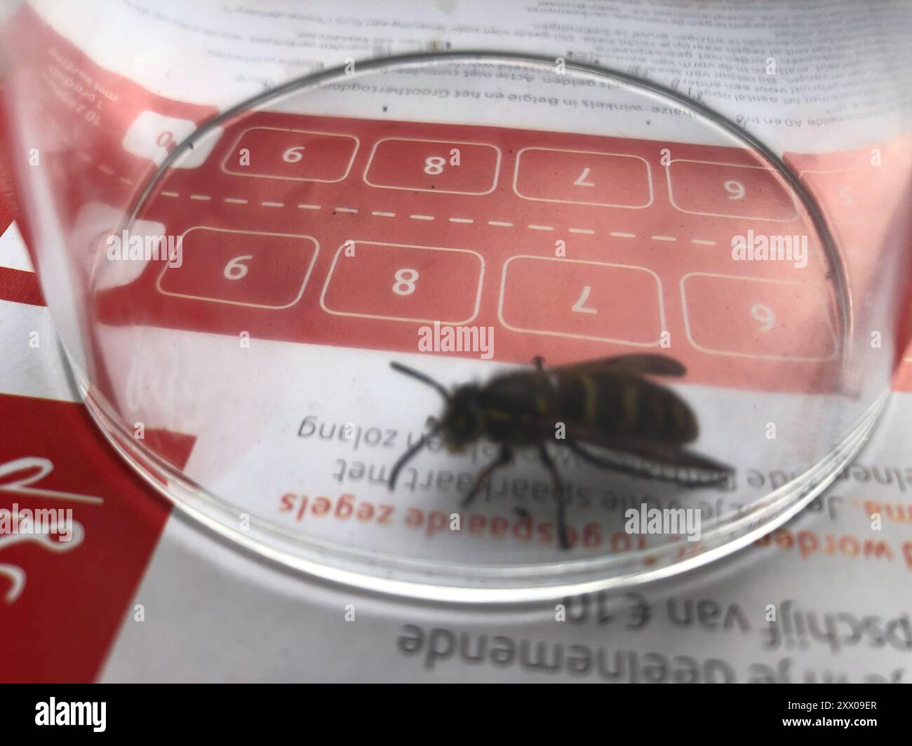 Hornets and Yellowjackets (Vespinae) Insecta Stock Photo - Alamy