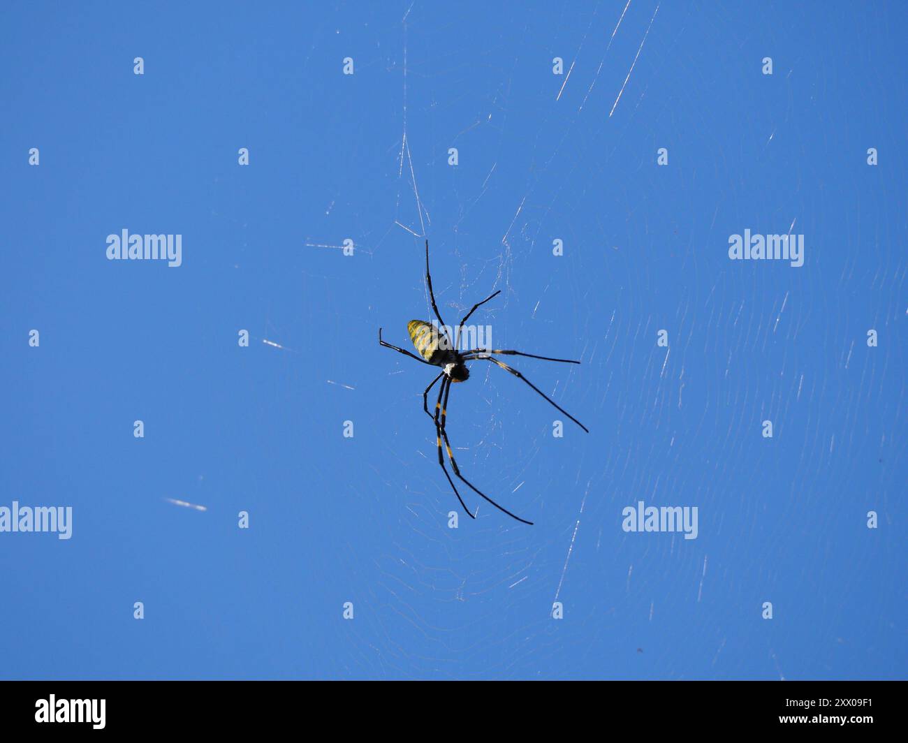 Joro Spider (Trichonephila clavata) Arachnida Stock Photo - Alamy