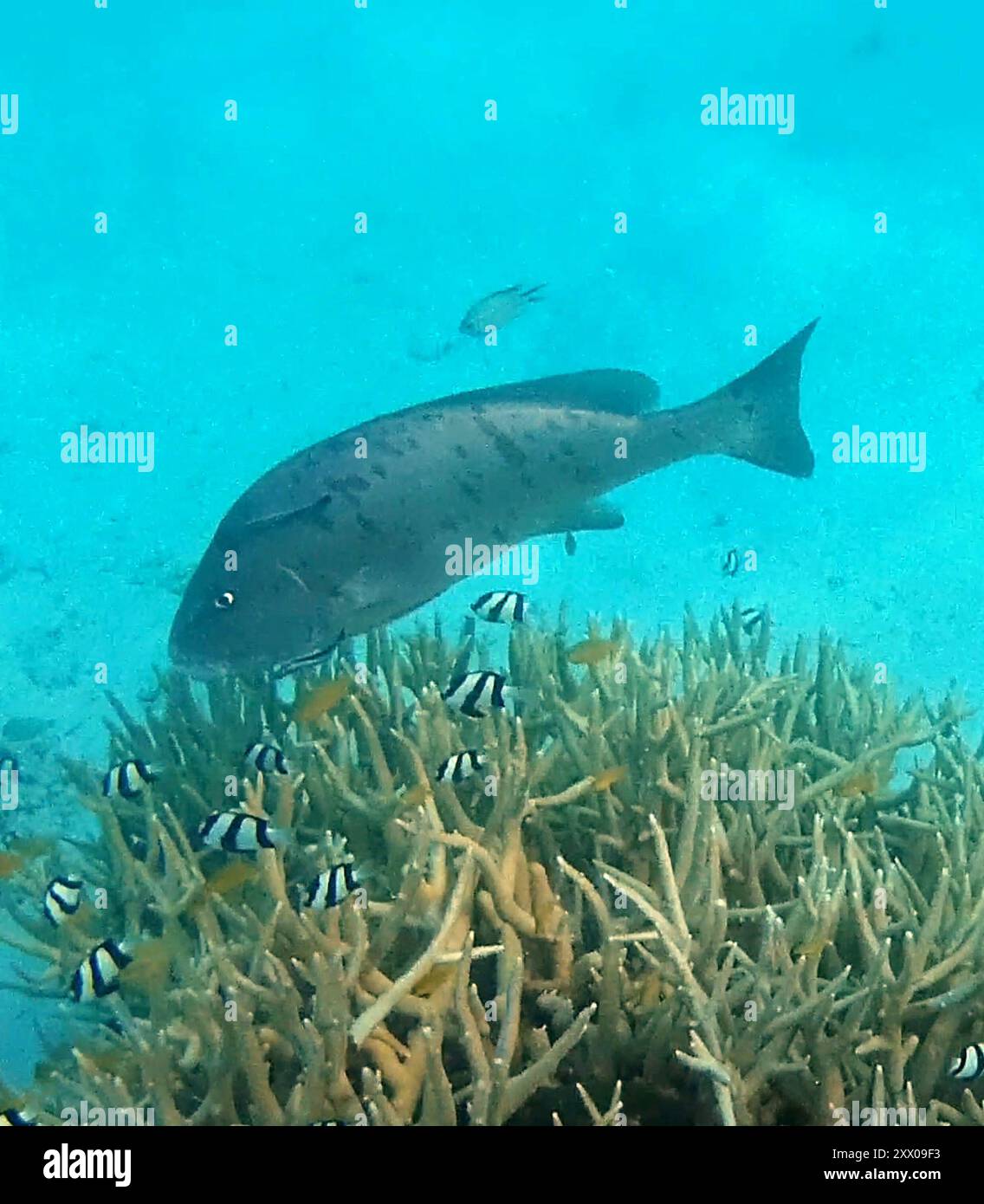 Painted Sweetlips (Diagramma pictum) Actinopterygii Stock Photo - Alamy