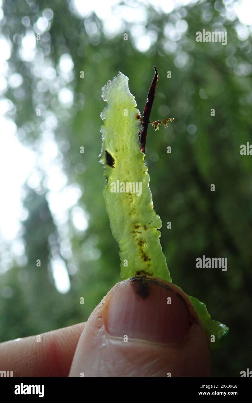 greasewort (Aneura pinguis) Plantae Stock Photo - Alamy