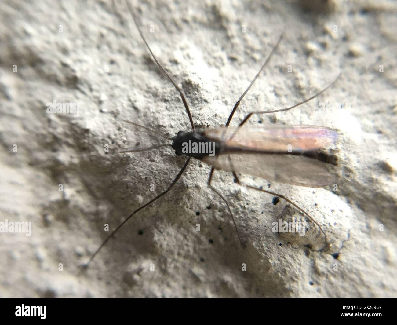 Non-biting Midges (Chironomidae) Insecta Stock Photo - Alamy