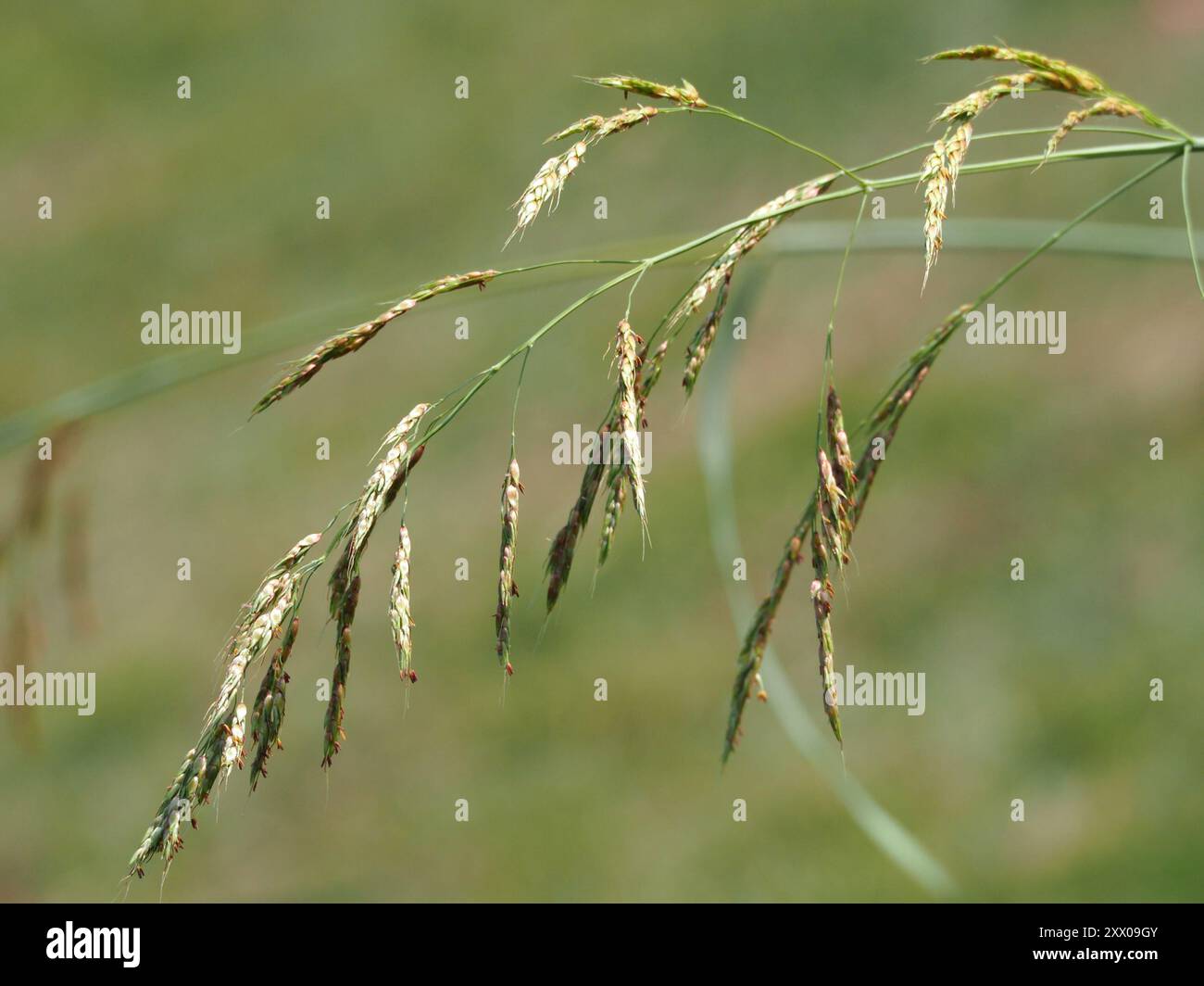Johnson grass (Sorghum halepense) Plantae Stock Photo - Alamy