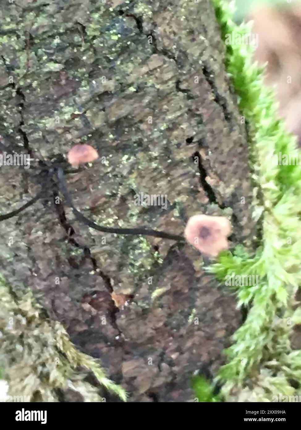 Oak-leaf Pinwheel (Collybiopsis quercophila) Fungi Stock Photo - Alamy