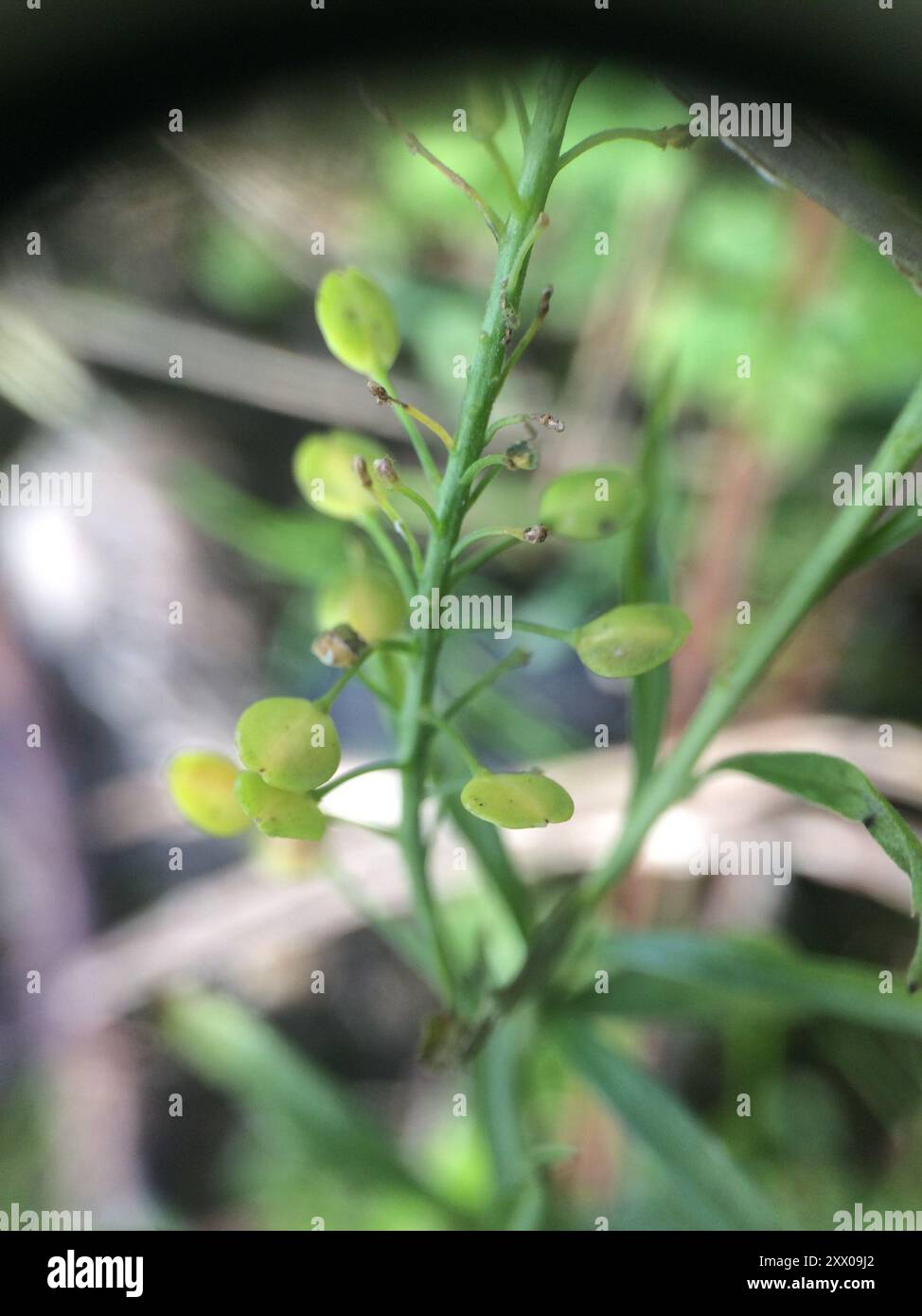 Virginia pepperweed (Lepidium virginicum) Plantae Stock Photo - Alamy