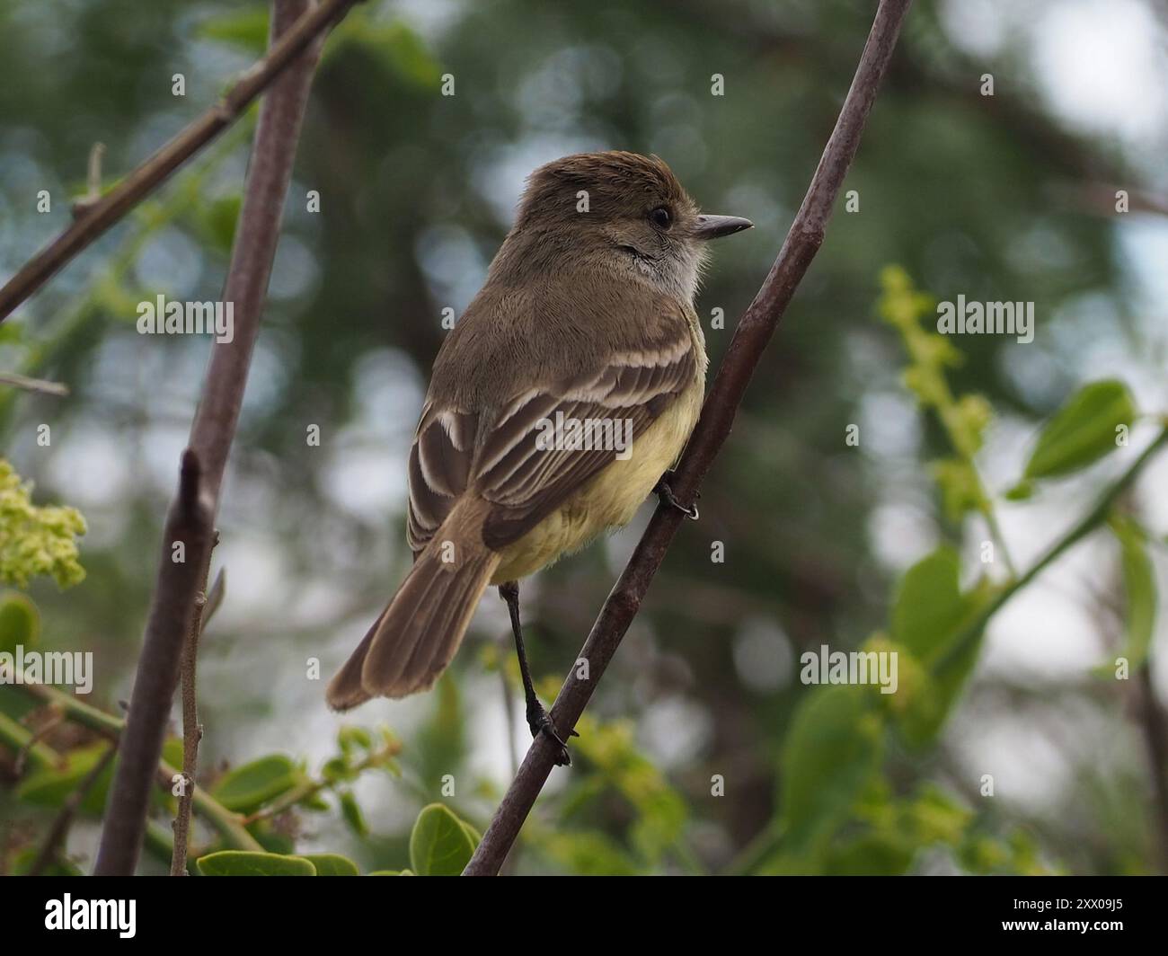 Galápagos Flycatcher (Myiarchus magnirostris) Aves Stock Photo - Alamy