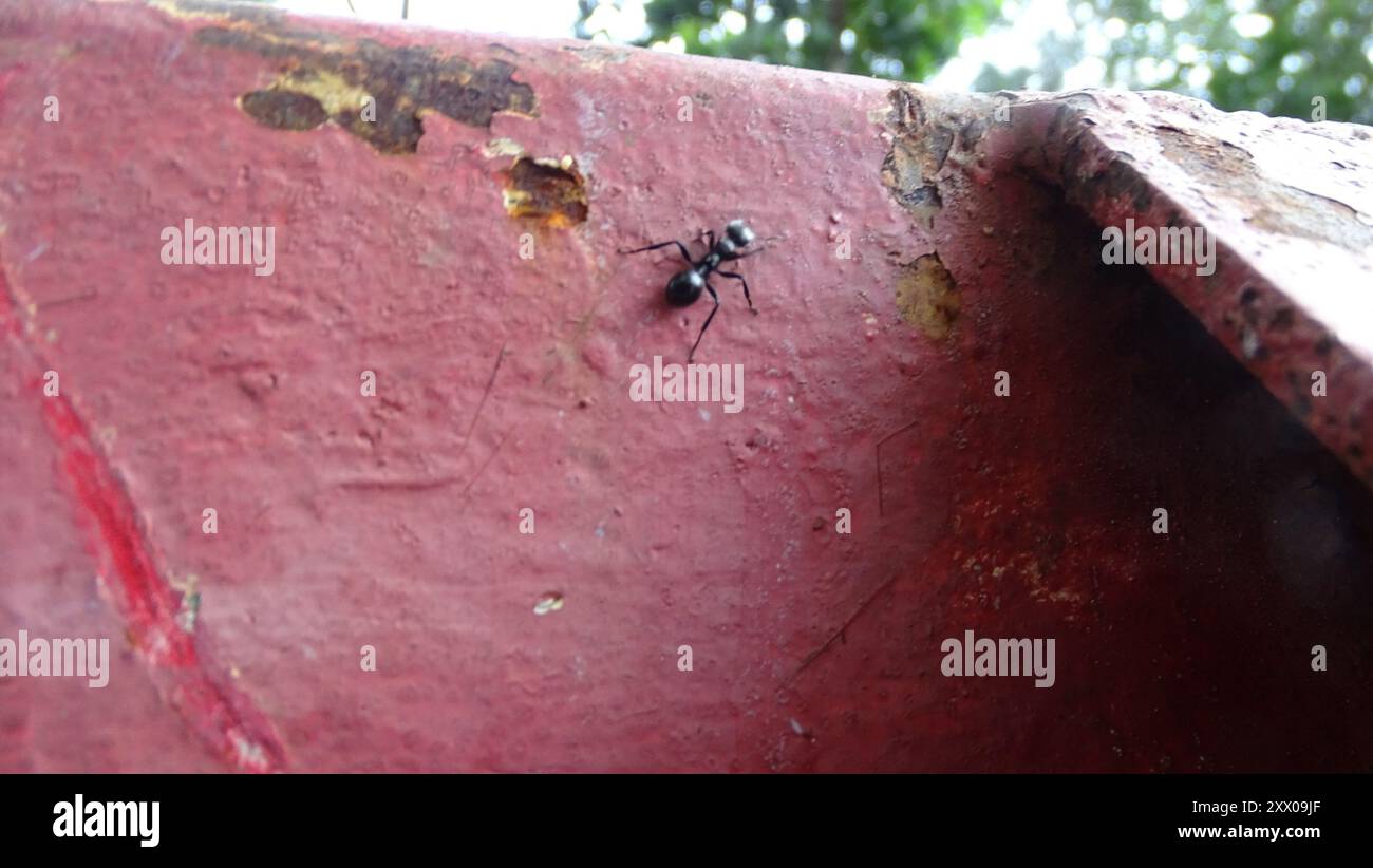 Common Giant Turtle Ant (Cephalotes atratus) Insecta Stock Photo - Alamy