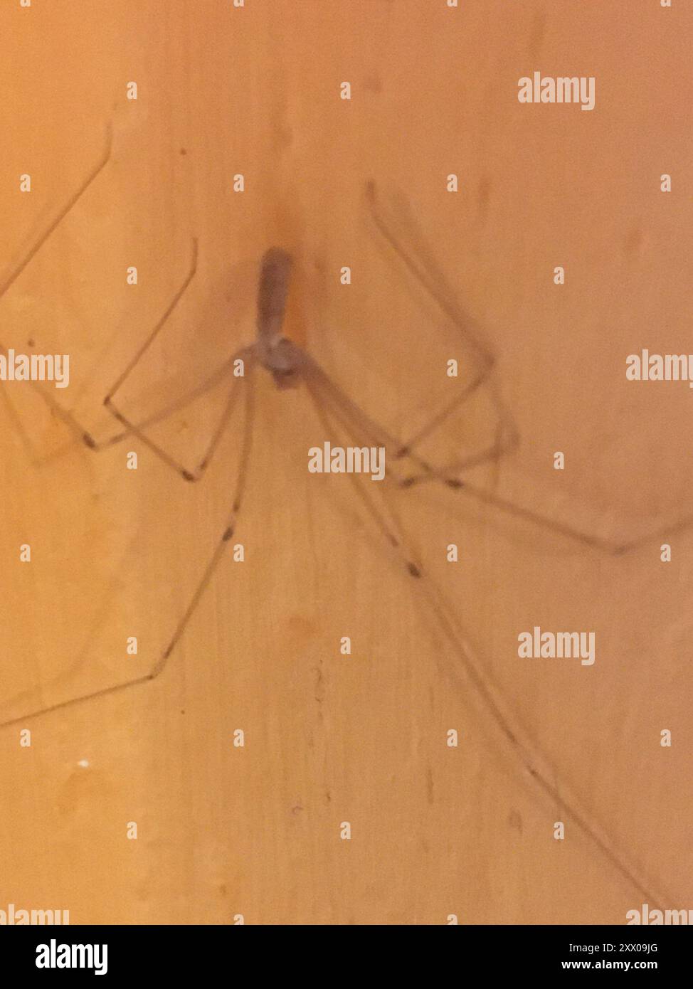 Long-bodied Cellar Spider (Pholcus phalangioides) Arachnida Stock Photo ...