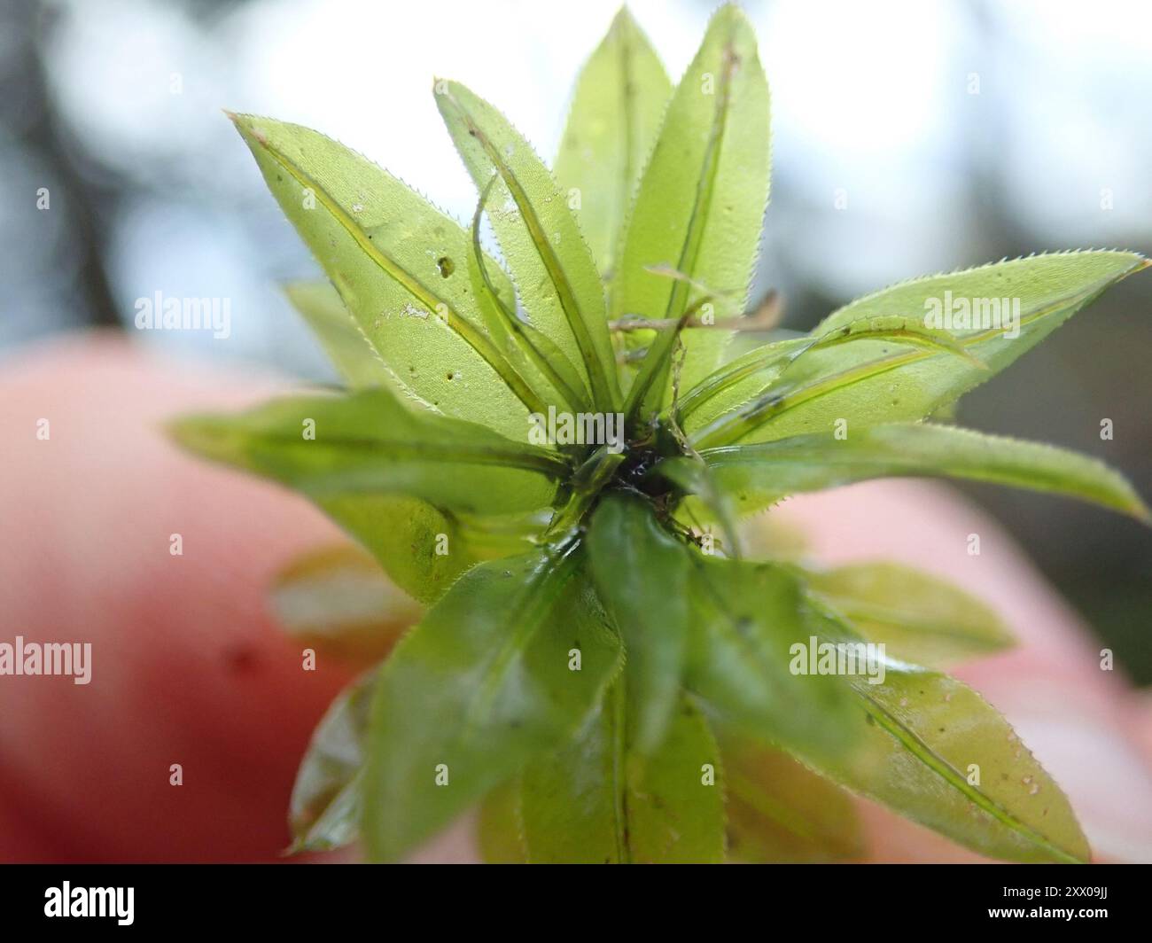 Badge Moss (Plagiomnium insigne) Plantae Stock Photo - Alamy