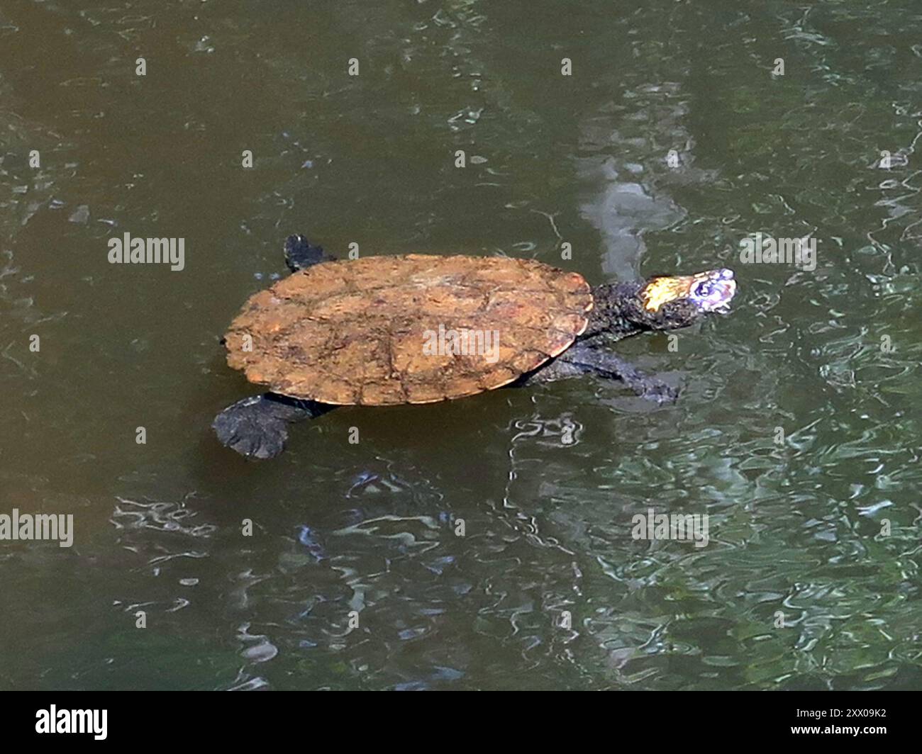 Myuchelys latisternum hi-res stock photography and images - Alamy