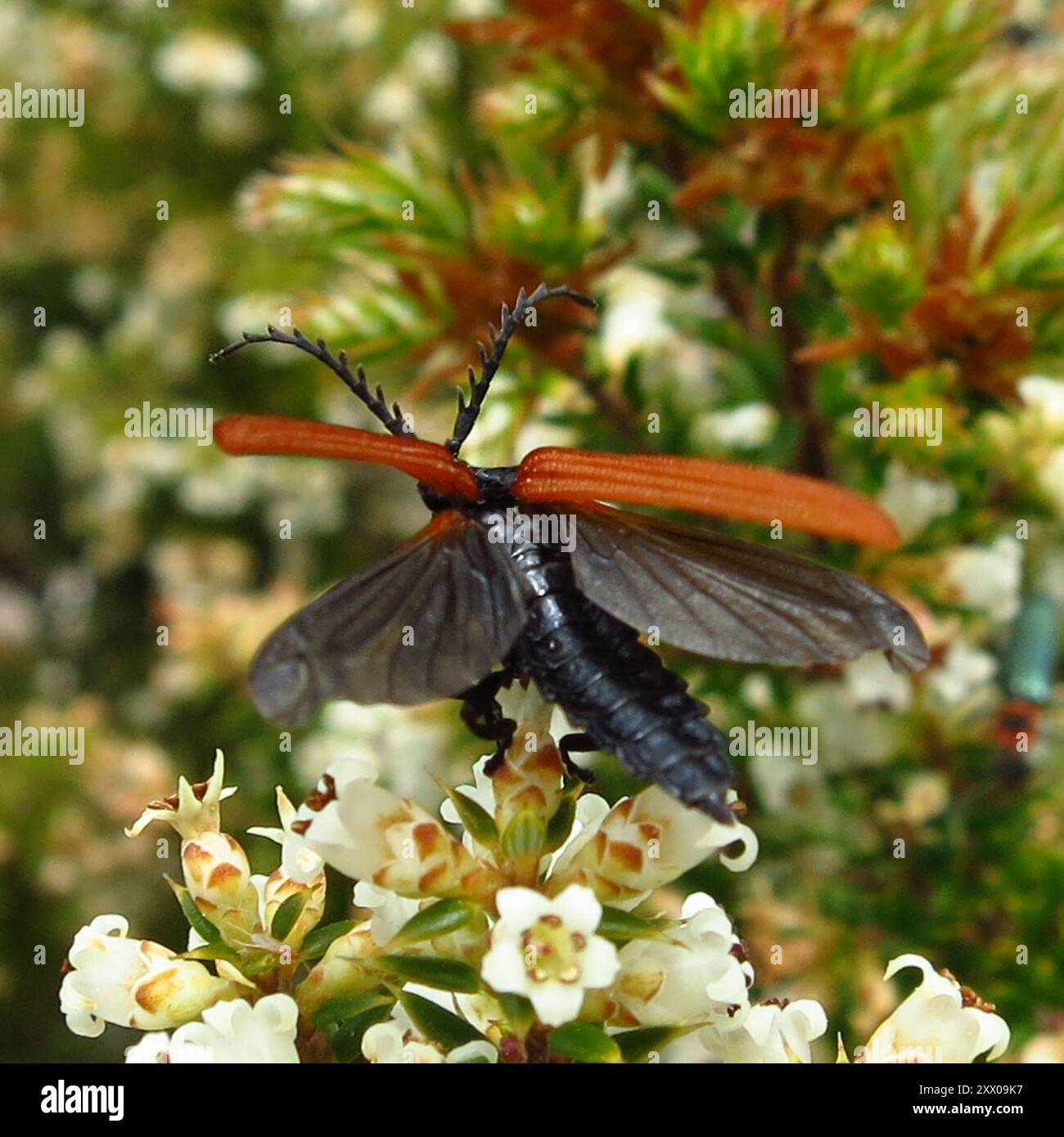 Long-nosed Lycid Beetle (Porrostoma rhipidium) Insecta Stock Photo - Alamy