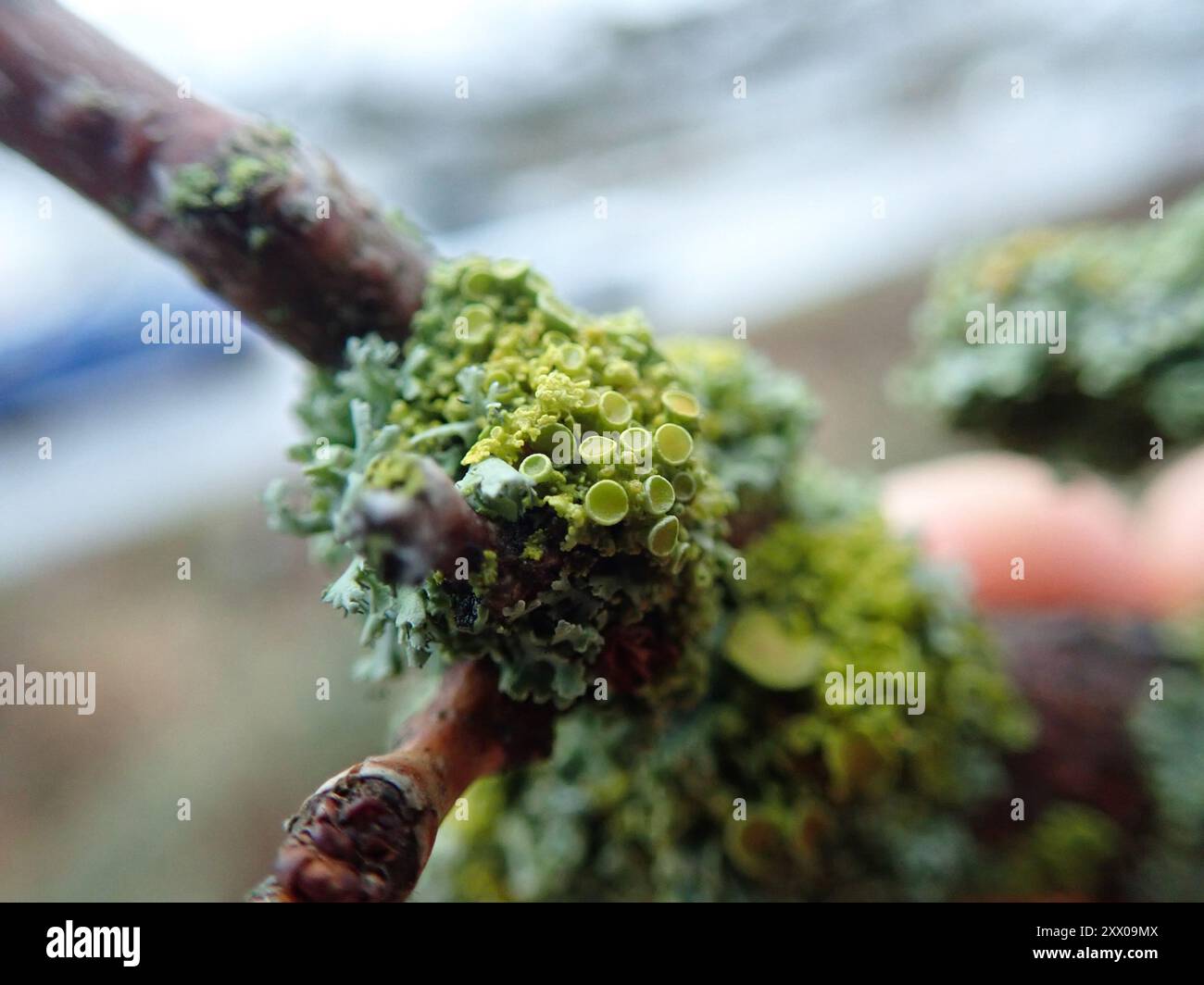 Pin-cushion Sunburst Lichen (Polycauliona polycarpa) Fungi Stock Photo ...