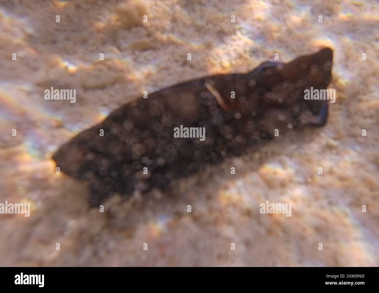 Gardiner's Headshield Slug (Tubulophilinopsis gardineri) Mollusca Stock ...