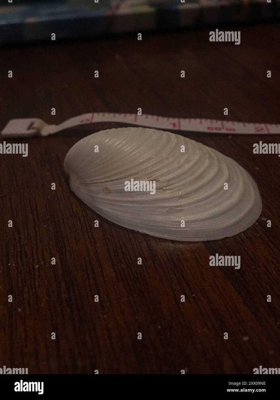 Channeled Duck Clam (Raeta plicatella) Mollusca Stock Photo - Alamy