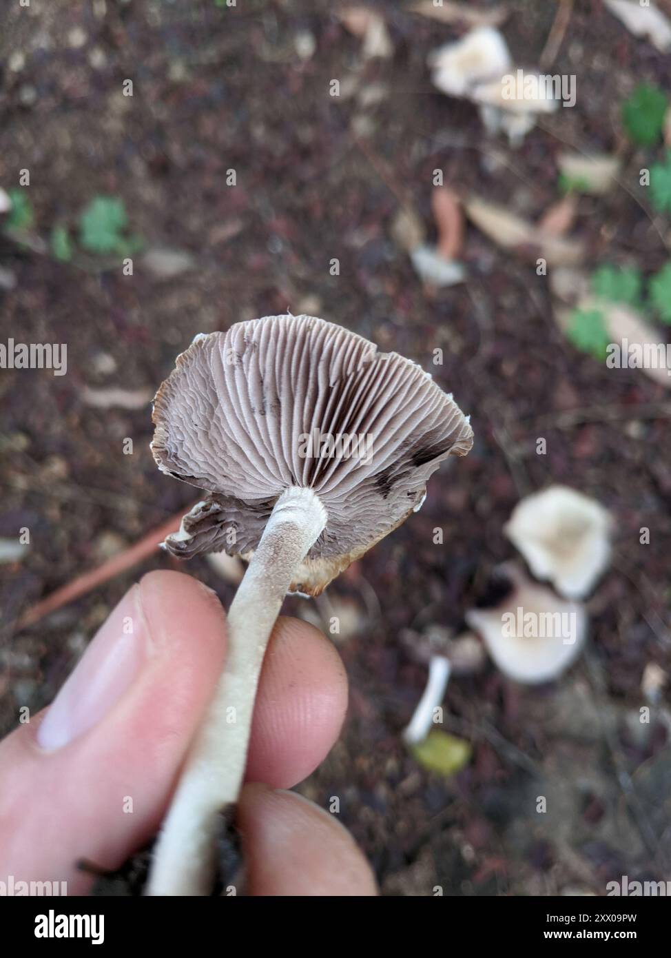 Brittlestems (Psathyrella) Fungi Stock Photo - Alamy