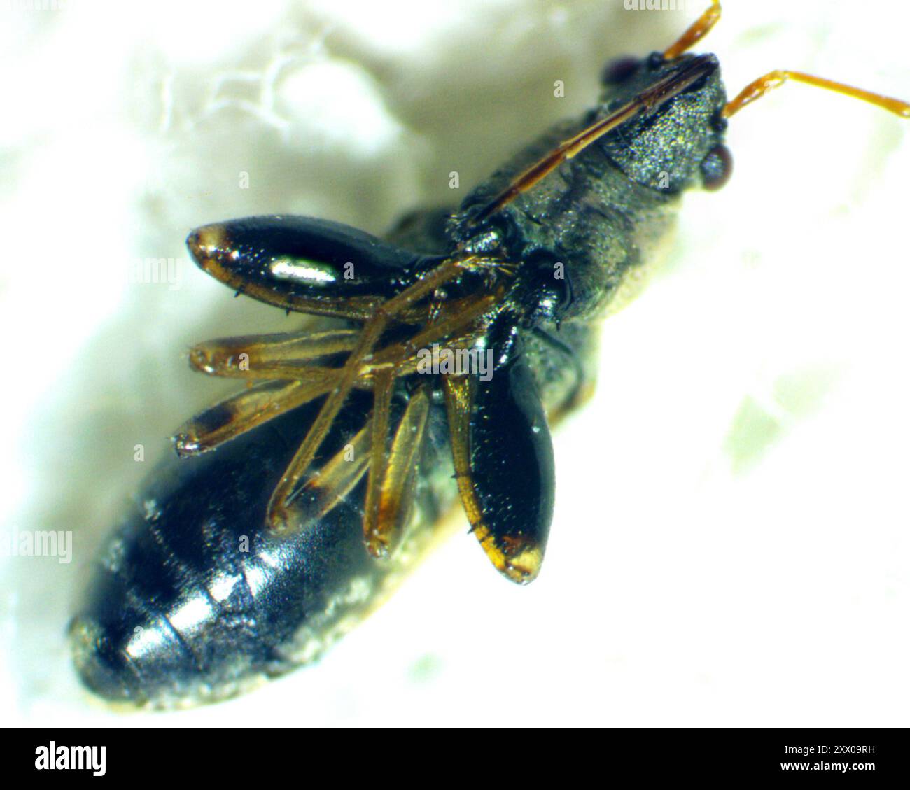 (Pseudopachybrachius basalis) Insecta Stock Photo - Alamy