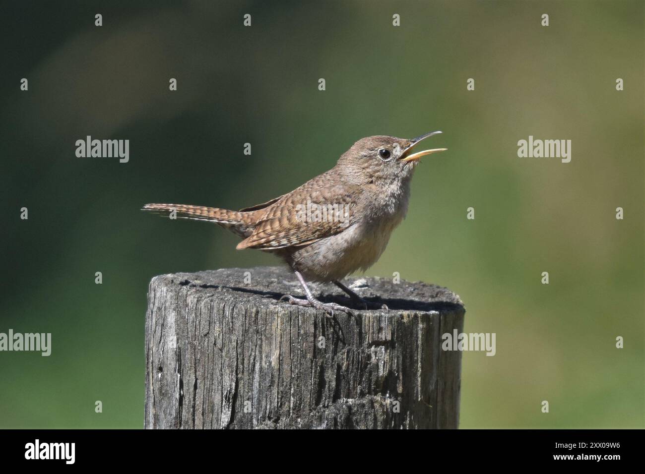 House Wren (Troglodytes aedon) Aves Stock Photo - Alamy