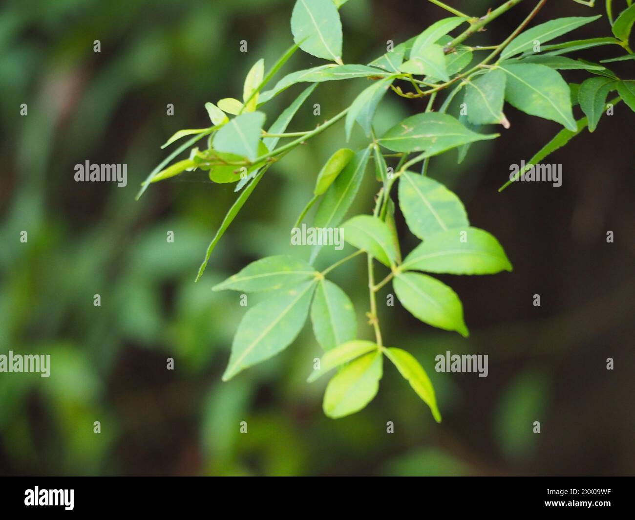orange climber (Zanthoxylum asiaticum) Plantae Stock Photo - Alamy