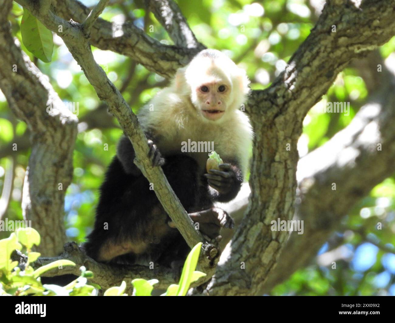 Central American White-faced Capuchin (Cebus imitator) Mammalia Stock ...