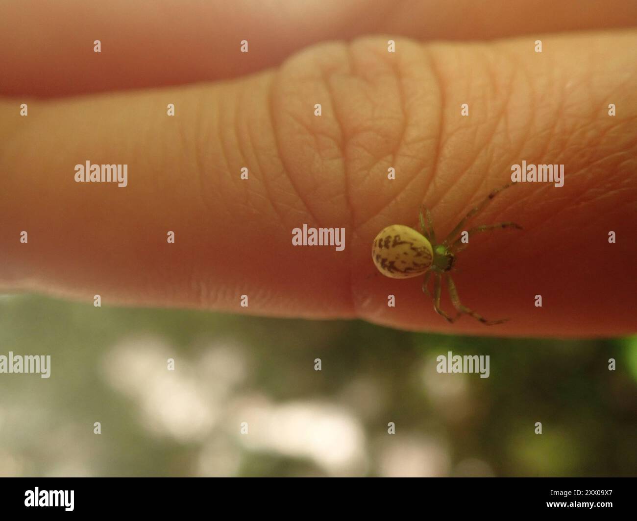 Flower Spiders (Diaea) Arachnida Stock Photo - Alamy
