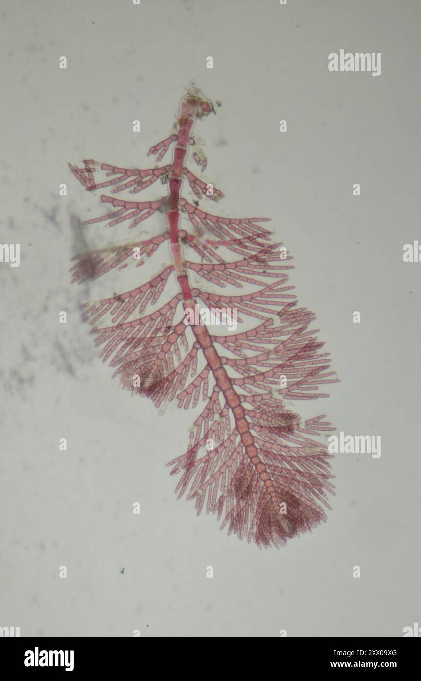 red algae (Rhodophyta) Plantae Stock Photo - Alamy