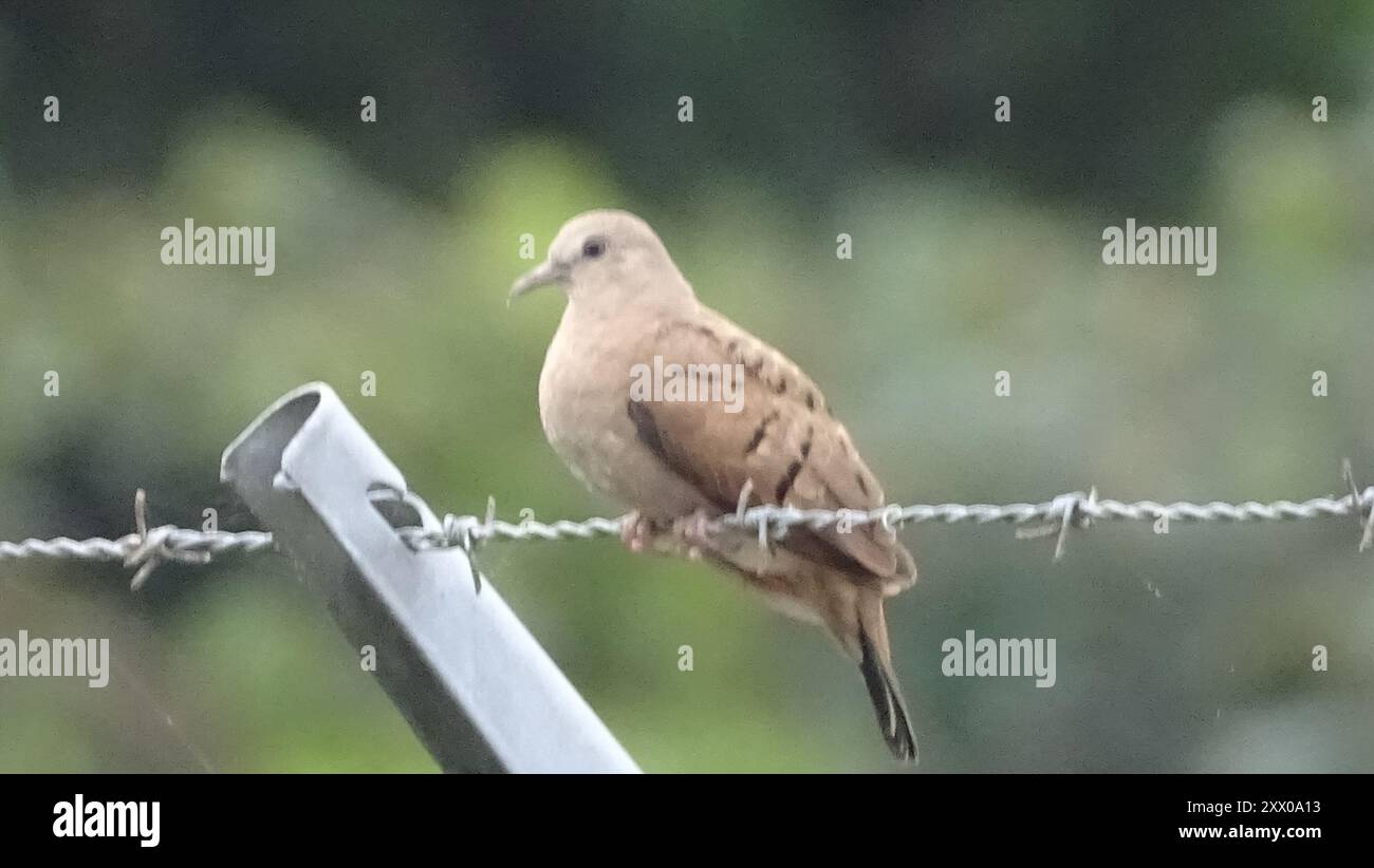 Ruddy Ground Dove (Columbina talpacoti) Aves Stock Photo - Alamy