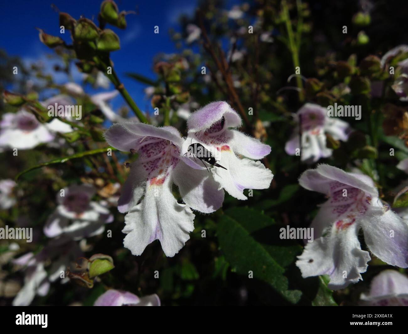 Christmas Bush (Prostanthera lasianthos) Plantae Stock Photo - Alamy