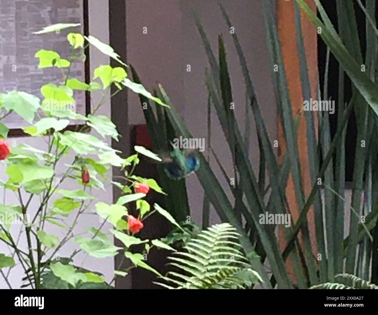 Sparkling Violetear (Colibri coruscans) Aves Stock Photo - Alamy