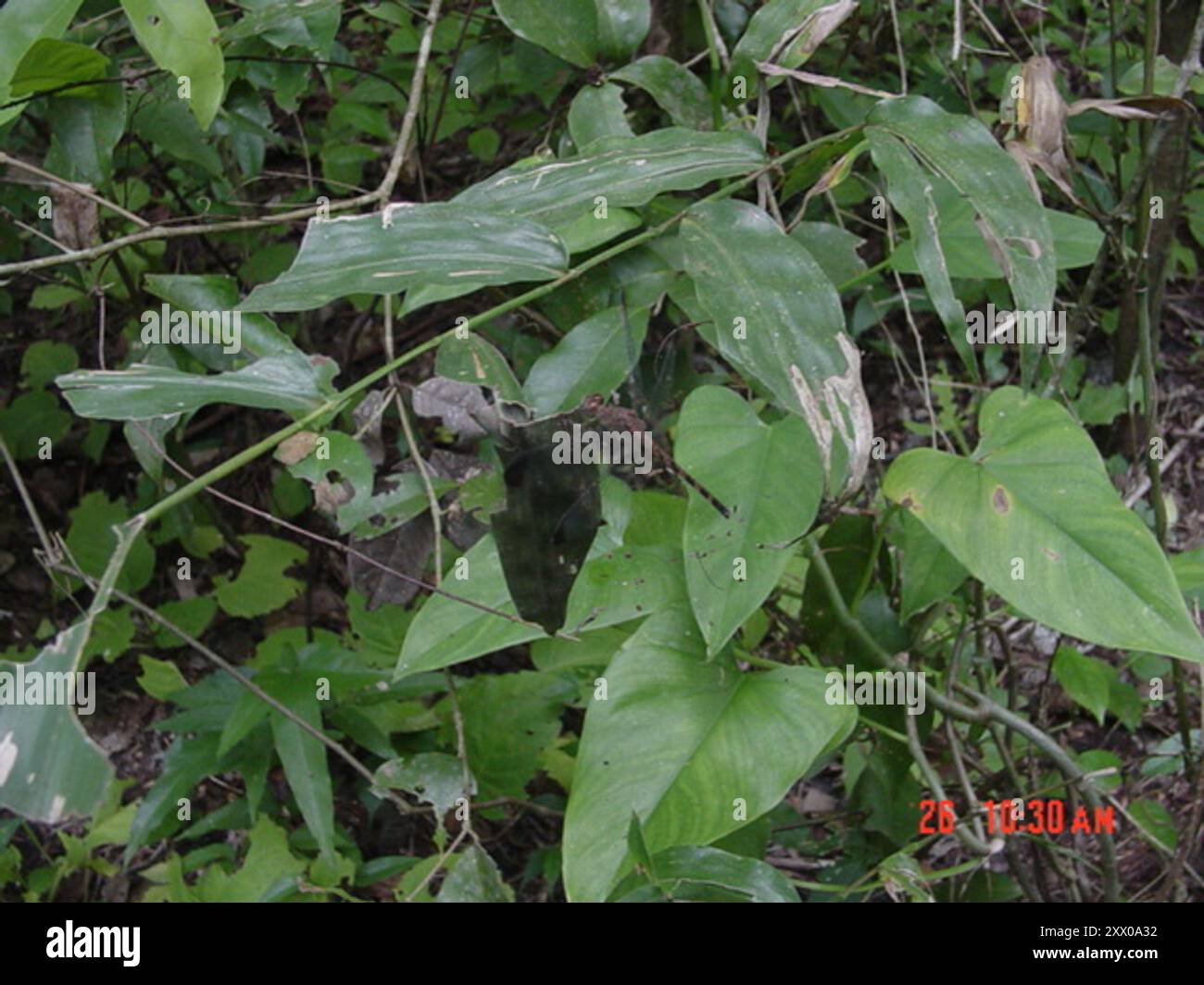 monocots (Liliopsida) Plantae Stock Photo - Alamy