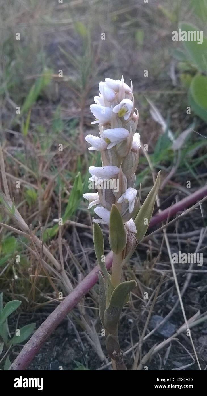 centipede grass orchid (Zeuxine strateumatica) Plantae Stock Photo - Alamy