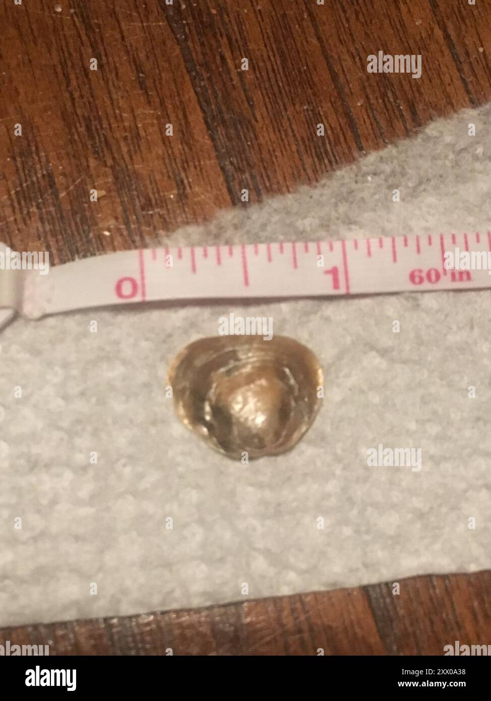 Common Jingle (Anomia simplex) Mollusca Stock Photo - Alamy