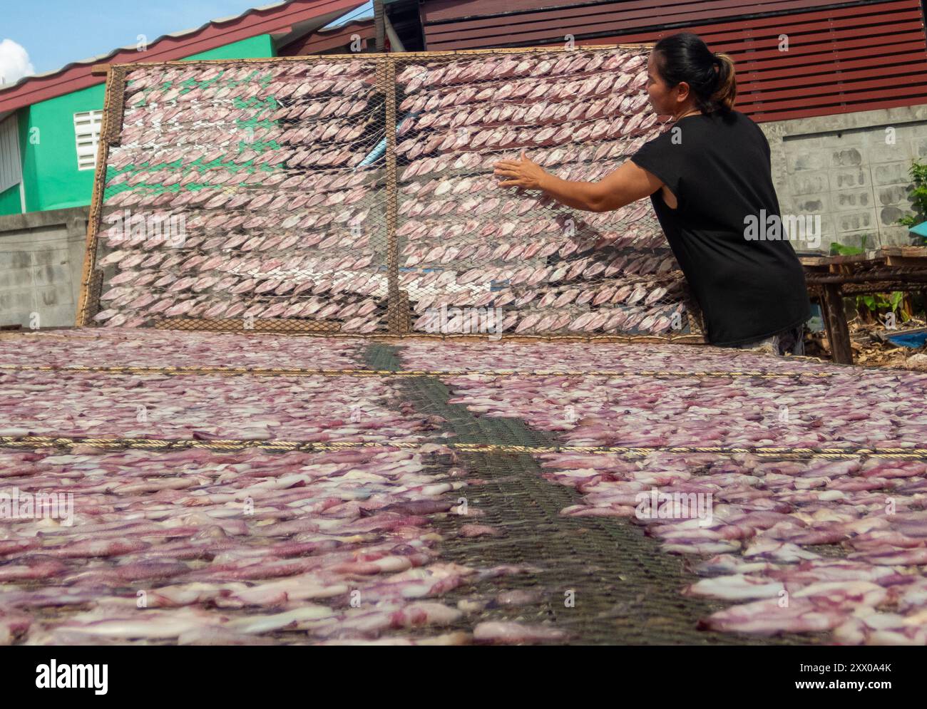 A woman seen inspecting squid laid out on a mesh net, following the ...